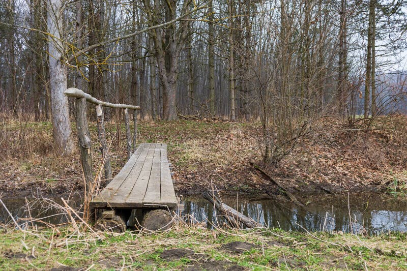Spring Forest Landscape. Trees in the Forest Line the Path Stock Photo ...