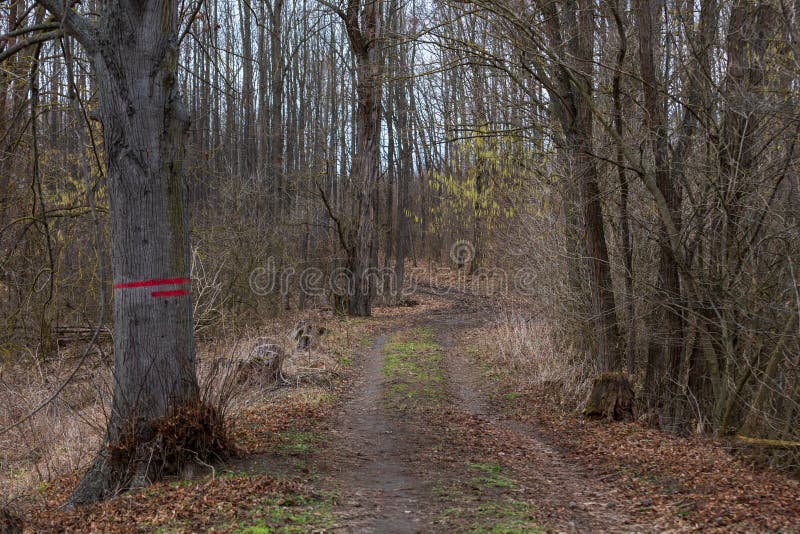 Spring Forest Landscape. Trees in the Forest Line the Path Stock Image ...