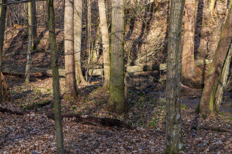 Spring Forest Landscape. Trees in the Forest Line the Path Stock Image ...