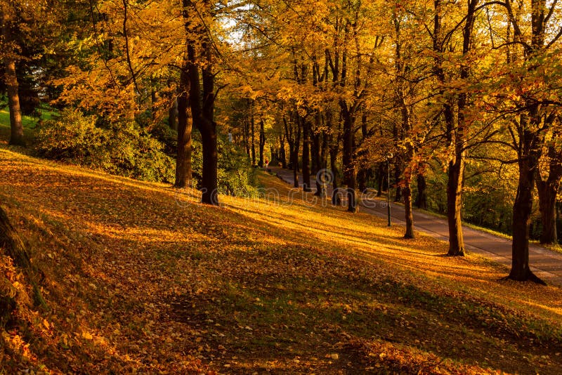 Spring Forest Landscape with Trees in the Spring Forest in Sunny Spring ...