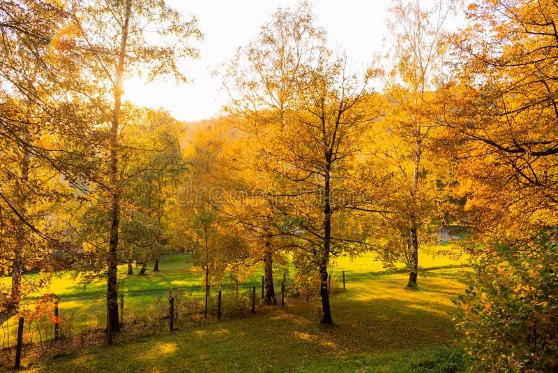 Spring Forest Landscape with Trees in the Spring Forest in Sunny Spring ...