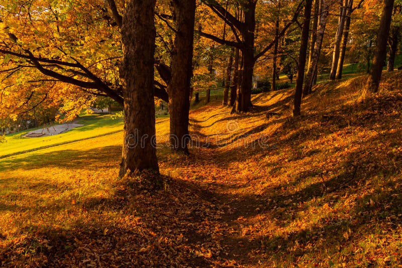 Spring Forest Landscape with Trees in the Spring Forest in Sunny Spring ...