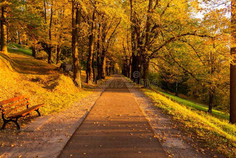 Spring Forest Landscape with Trees in the Spring Forest in Sunny Spring ...