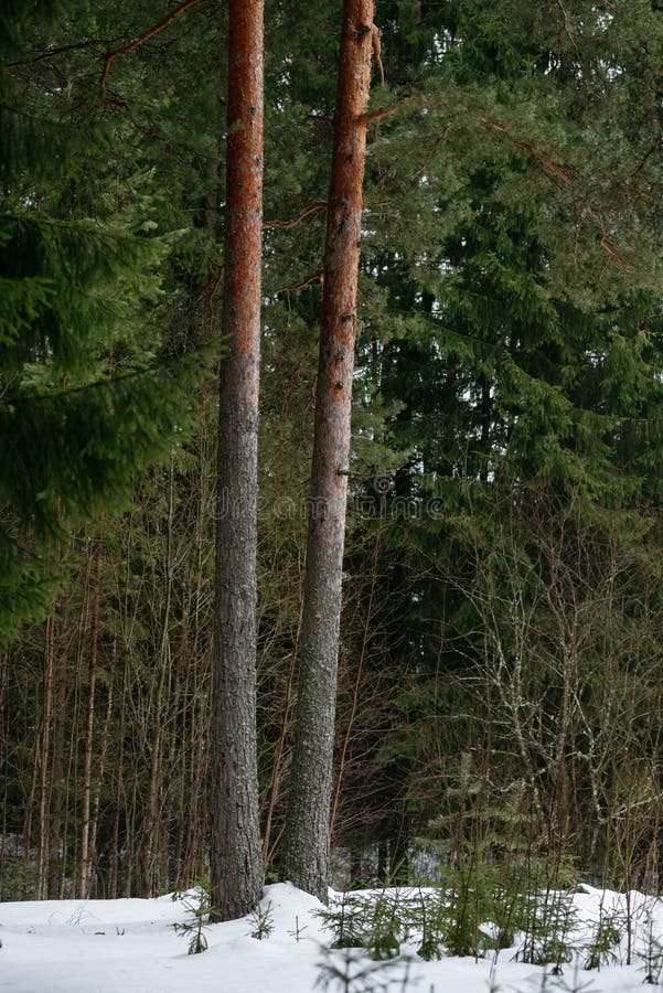 Spring Forest. Landscapes of Taiga Trees Stock Image - Image of dark ...