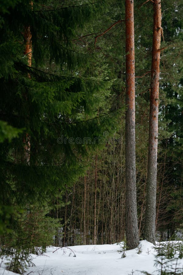 Spring Forest. Landscapes of Taiga Trees Stock Photo - Image of calm ...
