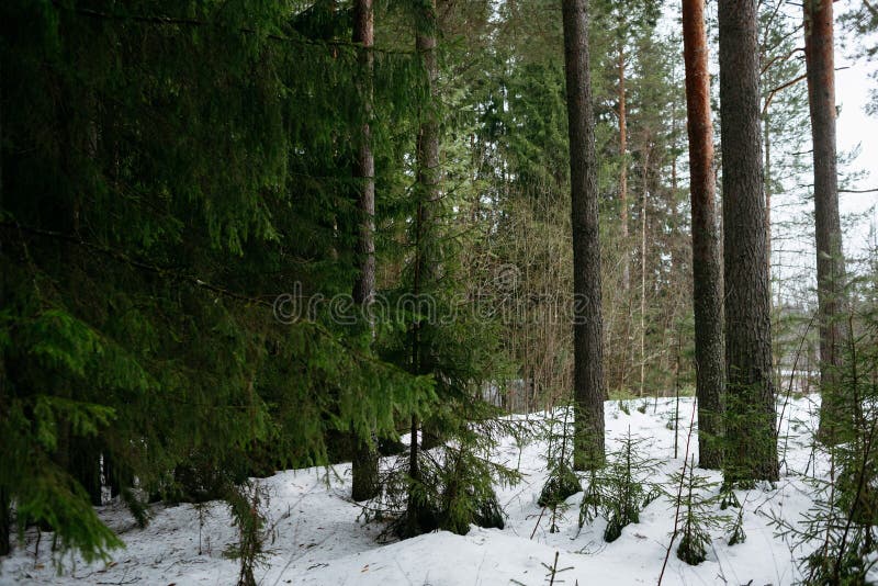 Spring Forest. Landscapes of Taiga Trees Stock Photo - Image of birch ...