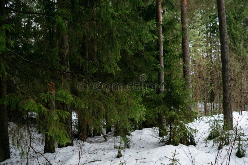 Spring Forest. Landscapes of Taiga Trees Stock Photo - Image of water ...