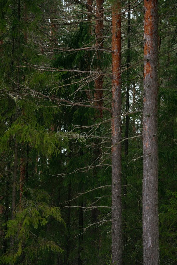 Spring Forest. Landscapes of Taiga Trees Stock Image - Image of nature ...