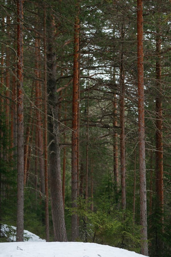 Spring Forest. Landscapes of Taiga Trees Stock Image - Image of park ...