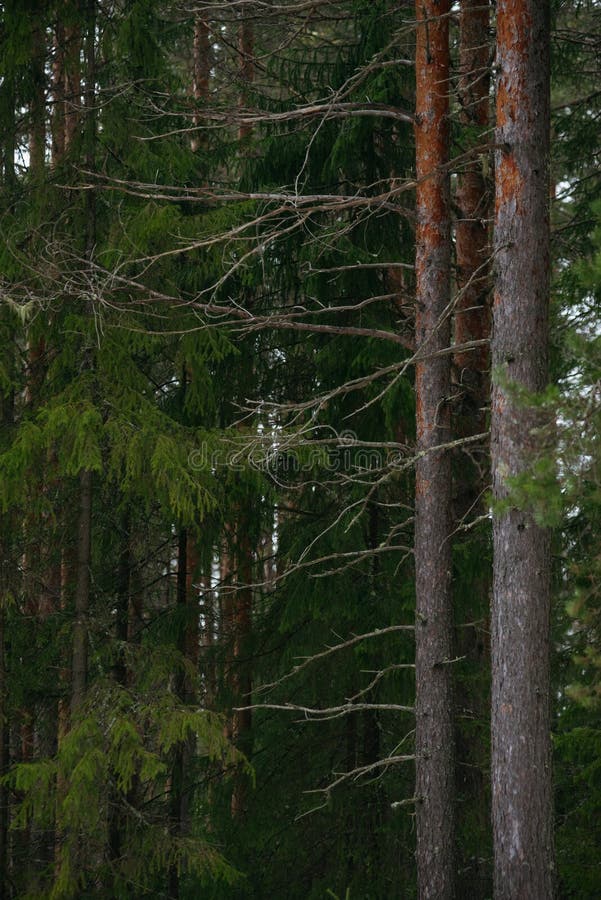 Spring Forest. Landscapes of Taiga Trees Stock Photo - Image of conifer ...