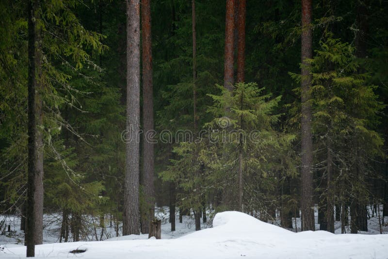 Spring Forest. Landscapes of Taiga Trees Stock Image - Image of conifer ...