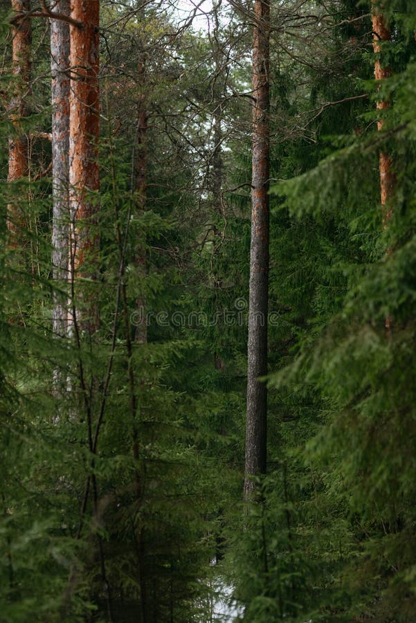Spring Forest. Landscapes of Taiga Trees Stock Photo - Image of ...