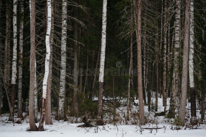 Spring Forest. Landscapes of Taiga Trees Stock Image - Image of north ...