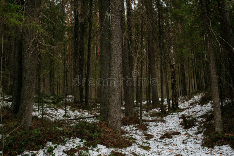 Spring Forest. Landscapes of Taiga Trees Stock Image - Image of forest ...