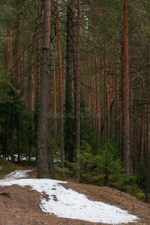 Spring Forest. Landscapes of Taiga Trees Stock Photo - Image of ...
