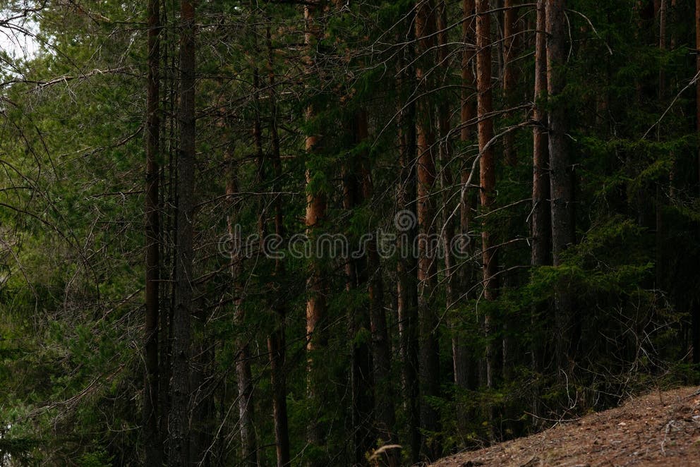 Spring Forest. Landscapes of Taiga Trees Stock Photo - Image of leaf ...