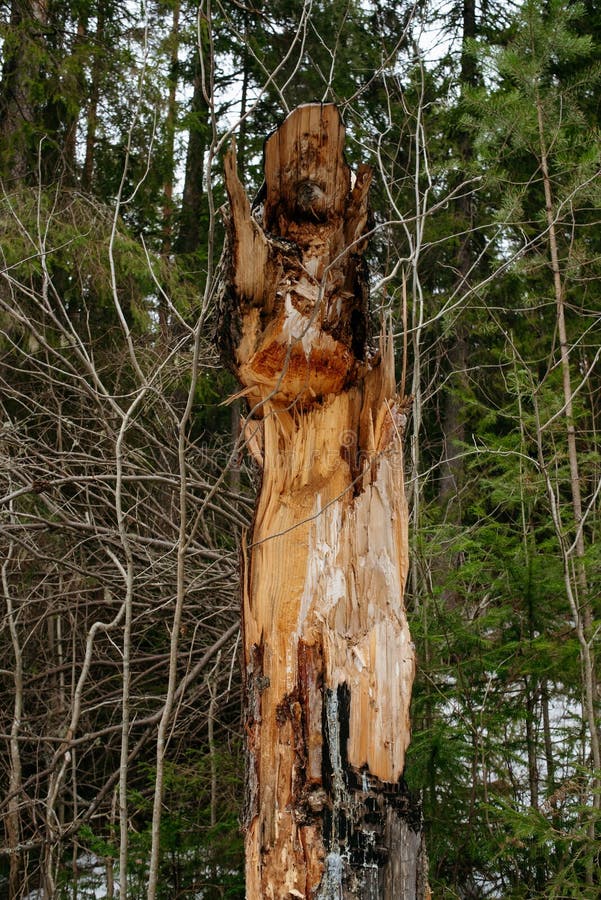 Spring Forest. Trees Broken by a Wind Stock Image - Image of plant ...