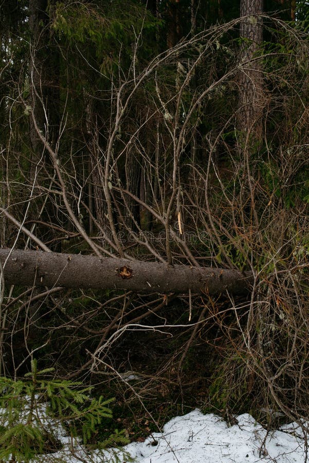 Spring Forest. Trees Broken by a Wind Stock Image - Image of covered ...