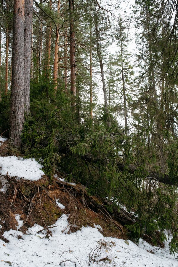 Spring Forest. Trees Broken by a Wind Stock Image - Image of background ...