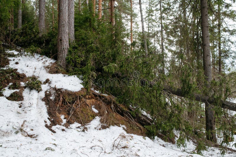 Spring Forest. Trees Broken by a Wind Stock Photo - Image of horror ...