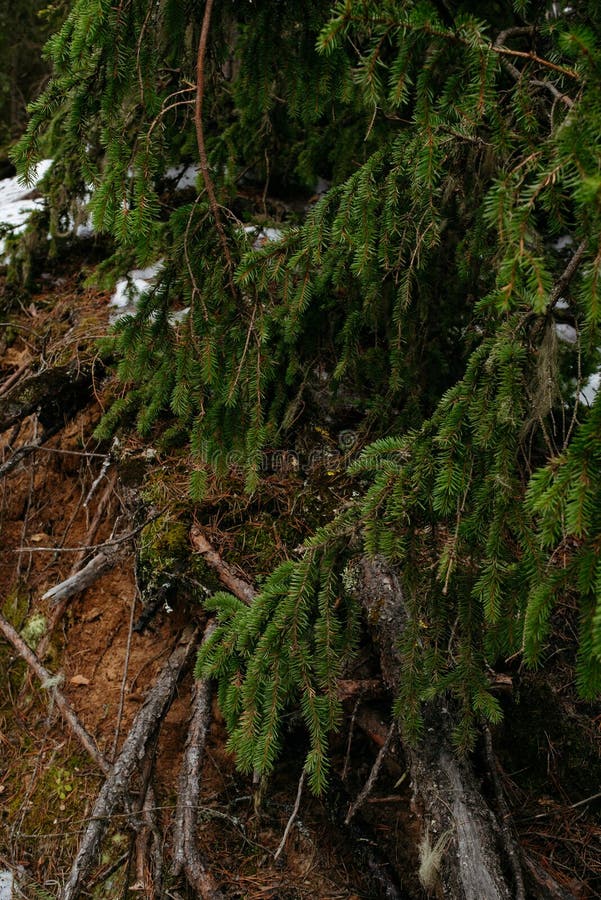Spring Forest. Trees Broken by a Wind Stock Photo - Image of ...