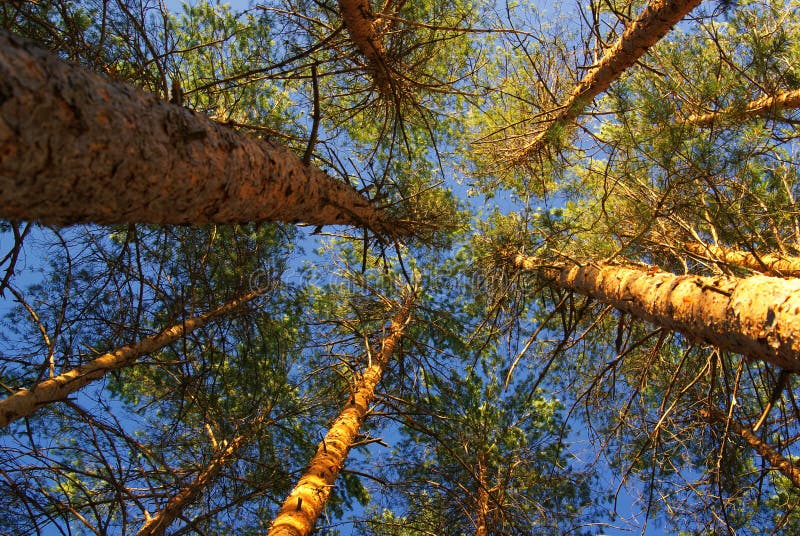 Spring Forest without Leaves Stock Image - Image of pattern, path: 43900071