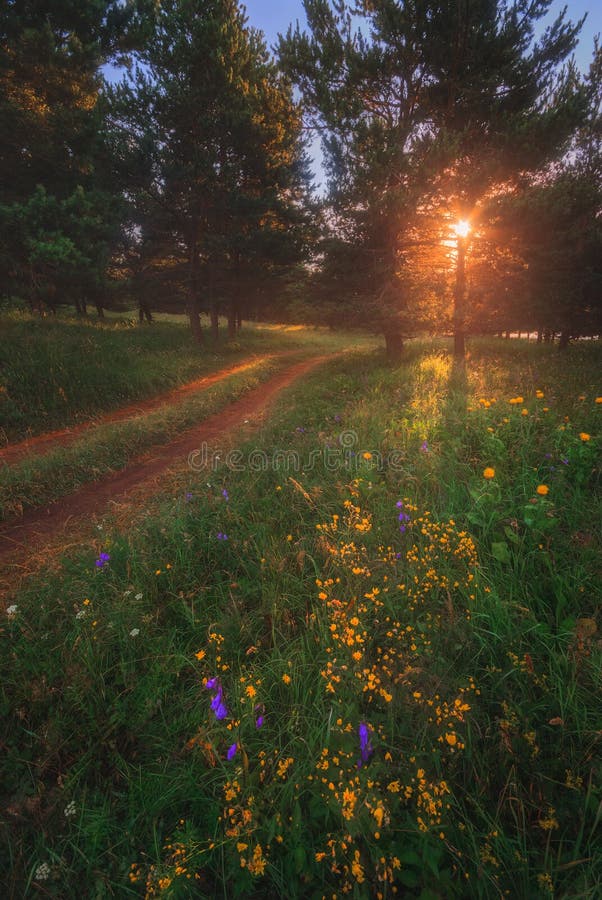 Magical Sun Light in Spring Forest Stock Image - Image of park, beauty ...