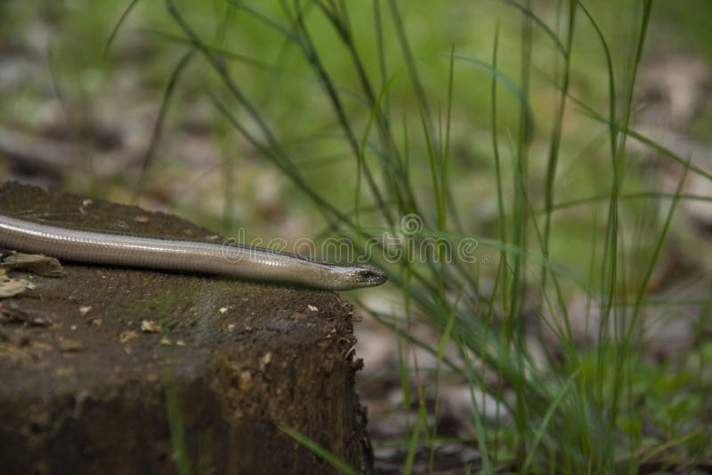 In the Spring in the Forest a Lizard without Legs a Spindle Crawls on a ...