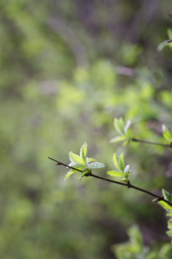Spring Forest with Lush Foliage Stock Image - Image of beginnings ...