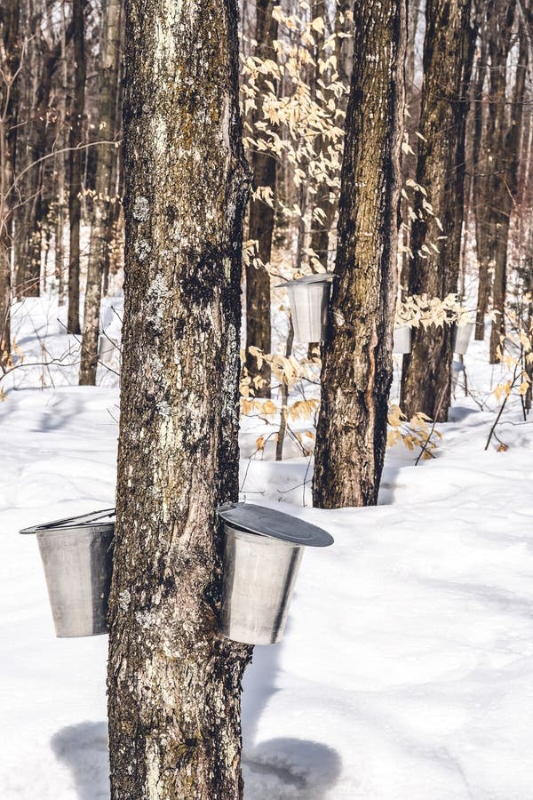 Spring Forest During Maple Syrup Season Stock Photo - Image of tapping ...