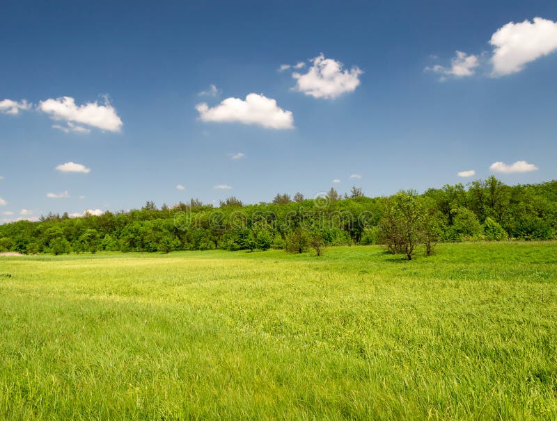 Forest Meadow stock image. Image of openings, flower - 61202305