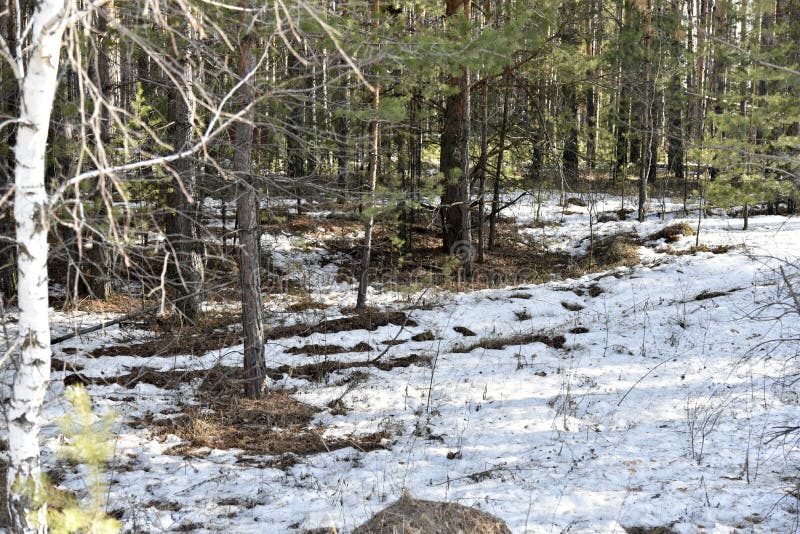 Spring Forest and Melting Snow in Spring Stock Photo - Image of melting ...