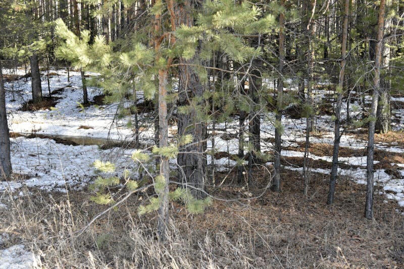 Spring Forest and Melting Snow in Spring Stock Photo - Image of ...