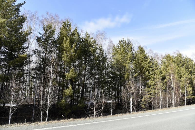 Spring Forest and Melting Snow in Spring Stock Photo - Image of snow ...