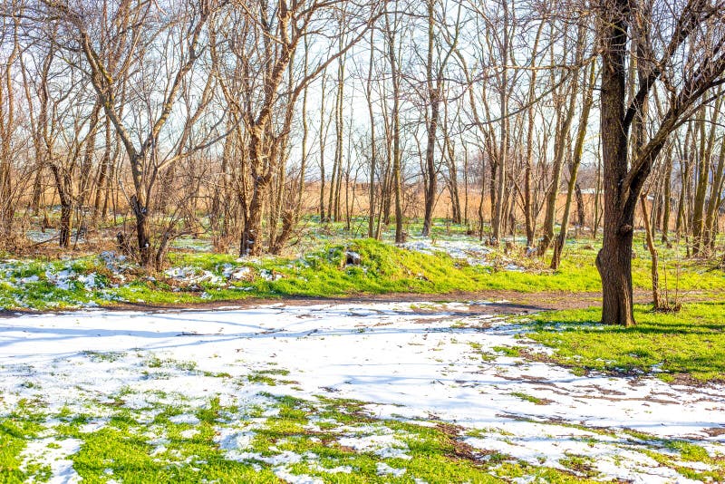Spring Forest. Melting Snow and Green Grass Against the Background of ...
