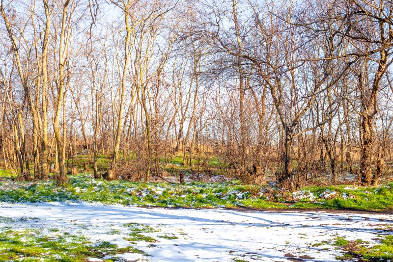 Spring Forest. Melting Snow and Green Grass Against the Background of ...
