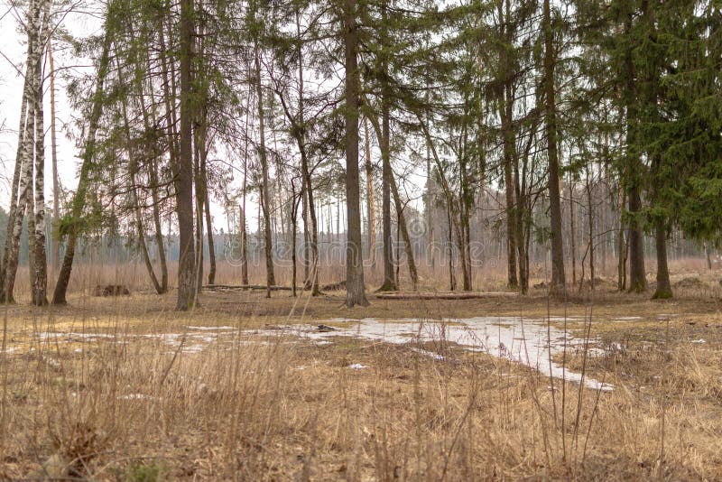 Spring Forest with Melting Snow Stock Photo - Image of spring, fall ...