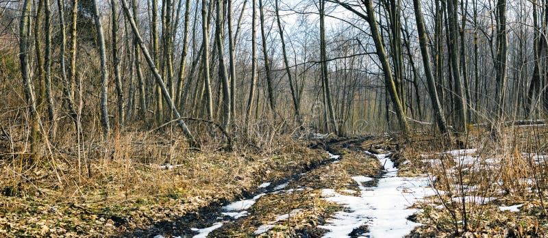 Spring Forest during the Melting Snow. Melting Snow on the Road in the ...