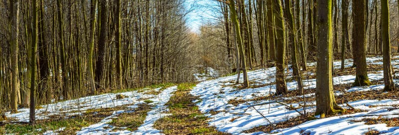 Spring Forest during the Melting of Snow in Sunny Weather Stock Photo ...