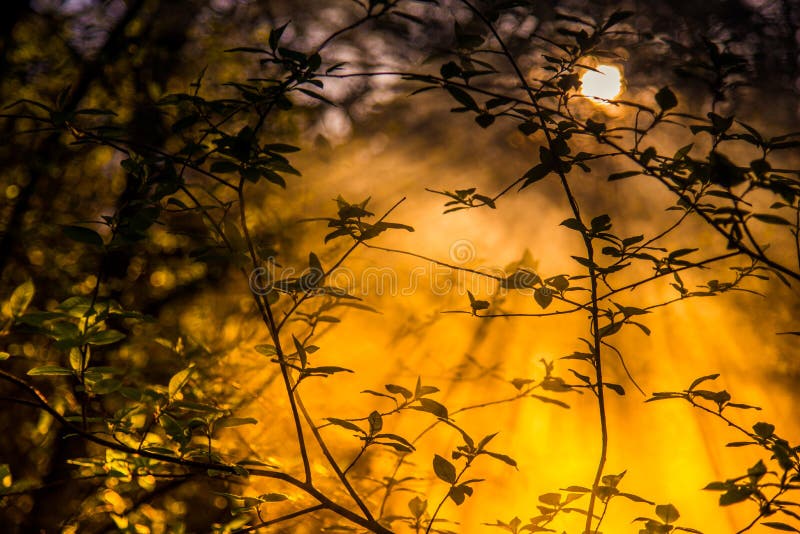 Spring Forest, Misty Sunrise Stock Photo - Image of foggy, light: 170556808