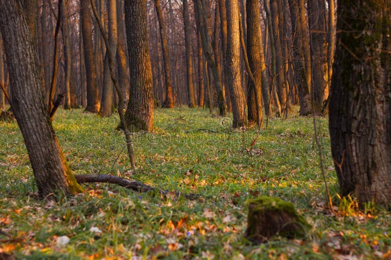 Spring forest stock image. Image of woodland, april, march - 63747467