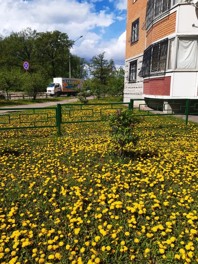 Spring in the Forest in Moscow. Editorial Photography - Image of early ...