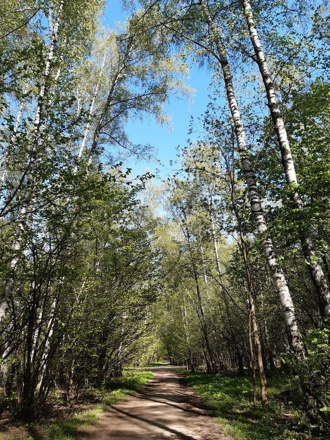 Spring in the Forest in Moscow. Stock Image - Image of early, birches ...