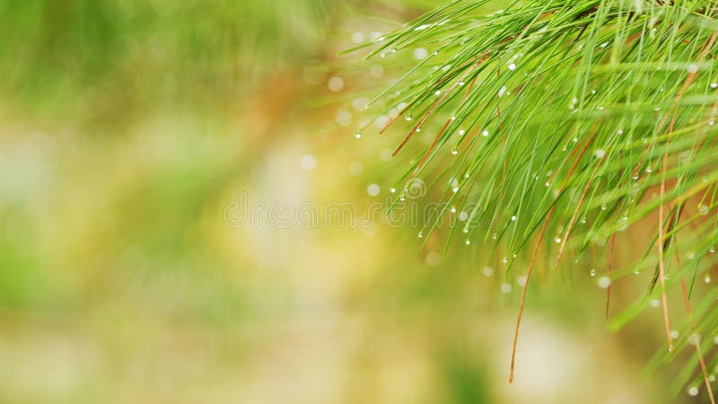 Spring Forest. Spring Natural Background. Pure Water Drop after Rain on ...