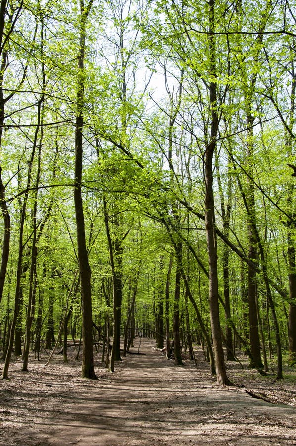 Spring Forest Nature with Hiking Trail. Tree in Lush Forest. Nature ...