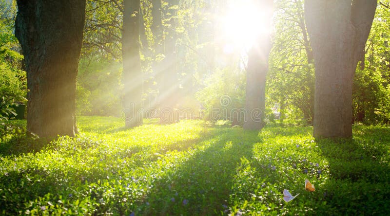 Spring Forest Nature Landscape, Beautiful Sunny Spring Glade Stock ...