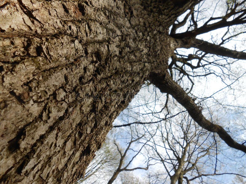 Spring Forest. Nature Revived after Winter. Oak. Interesting Trees ...