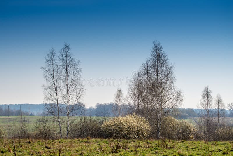 Spring forest near meadow stock photo. Image of meadow - 217006504