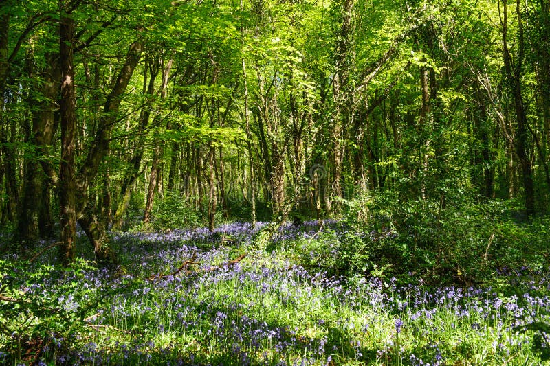 Spring forest stock photo. Image of natural, landscape - 87736370