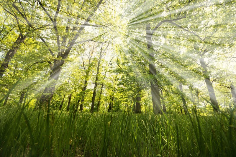 Trees with Sun Rays stock image. Image of nature, freshness - 16780497